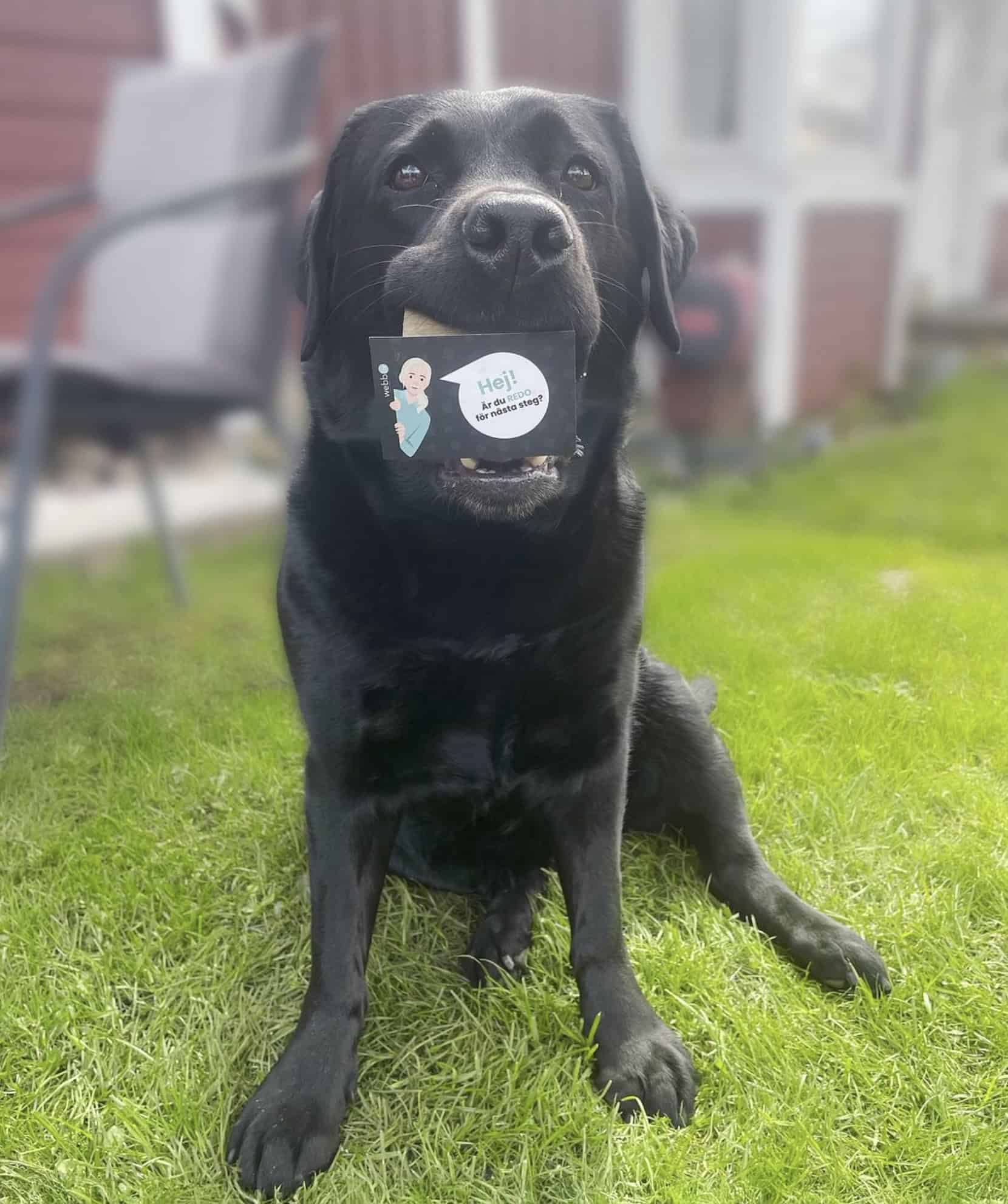 Webblix Webbyrå - Erfaren webbyrå i Skåne, Klippan